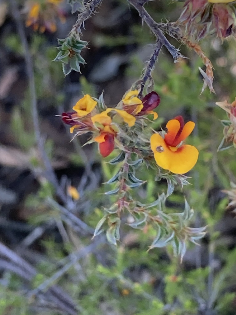 spiny bush-pea from Parkes, NSW, AU on October 15, 2023 at 10:39 AM by ...