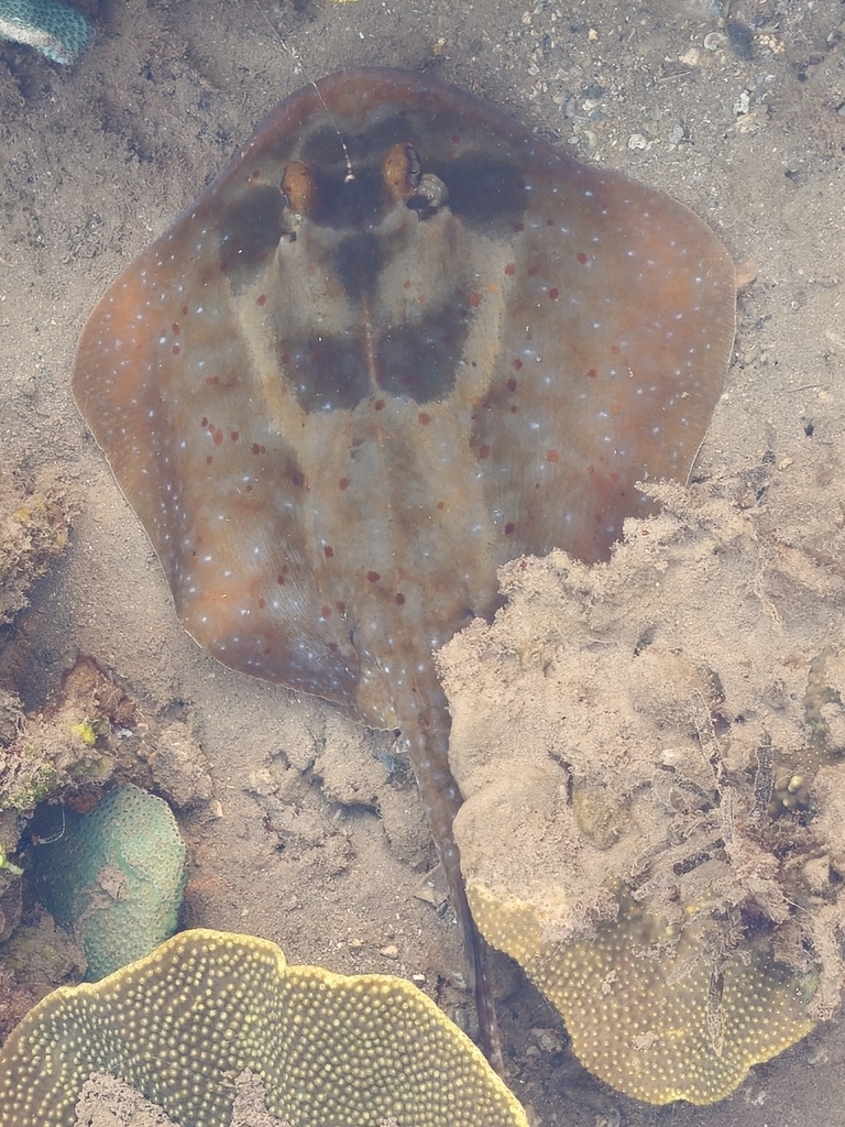 Ningaloo Maskray from Port Hedland, WA, Australia on October 15, 2023 ...