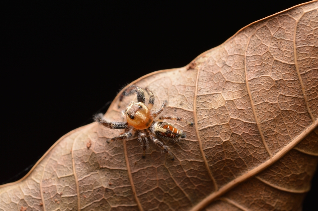 Thyene imperialis from 香港石崗 on October 14, 2023 at 09:58 PM by Carlos ...