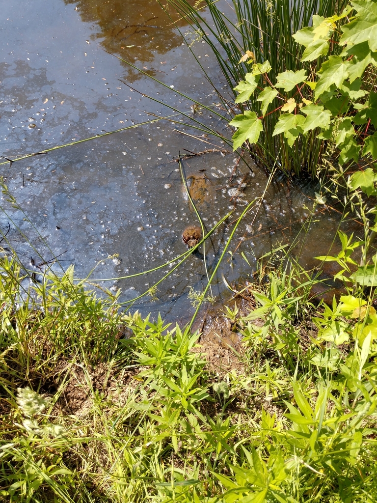Common Snapping Turtle from Knottsville, KY 42366, USA on May 22, 2021 ...