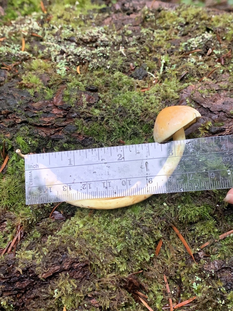 Sulphur Tuft from Geoduck Ln NW, Olympia, WA, US on October 14, 2023 at ...