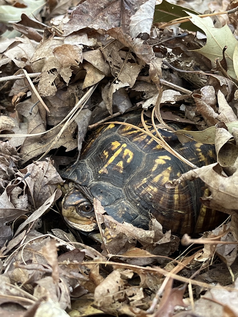 Common Box Turtle in October 2023 by Jon Ley · iNaturalist