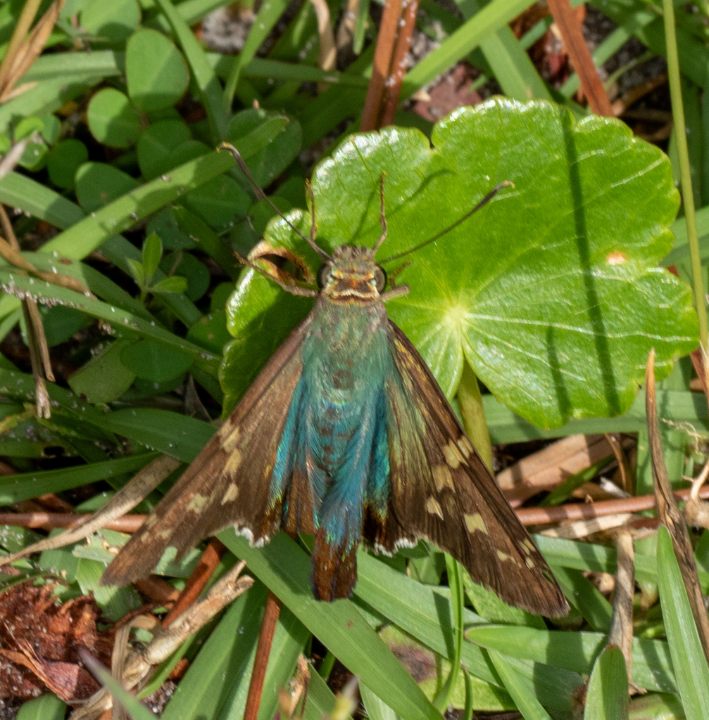 Long-tailed Skipper from St. Augustine, FL 32084, USA on October 14 ...