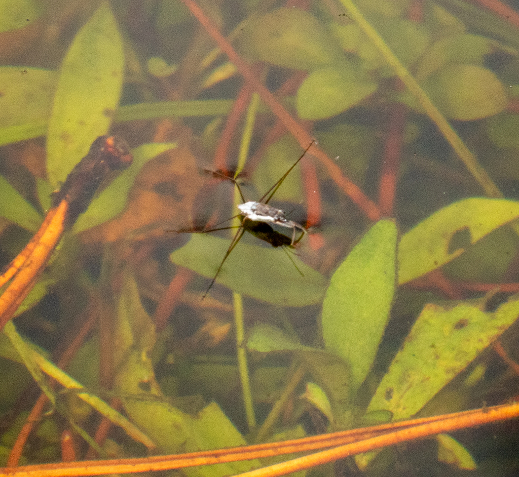 Neogerris hesione from St. Augustine, FL 32084, USA on October 14, 2023 ...