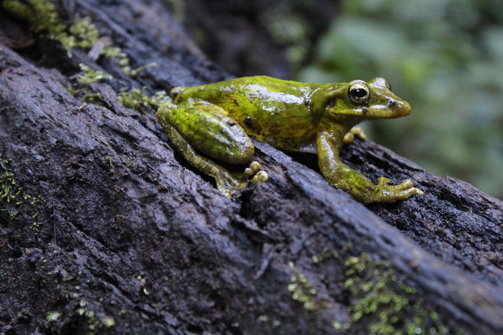 Porthole tree frog from Honey, Pue., México on October 13, 2023 at 04:05 PM by Miguel Angel ...