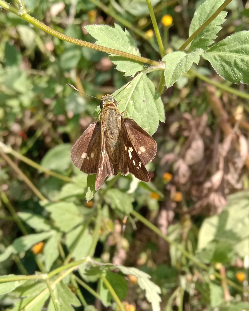Swifts and Allies from Dehradun, IN-UT, IN on October 14, 2023 at 08:52 ...