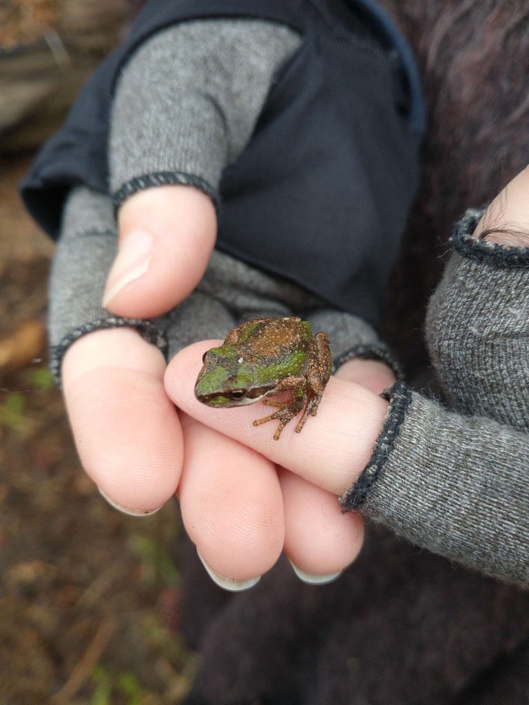 Baja California Tree Frog from Sequoia National Forest, Inyokern, CA ...