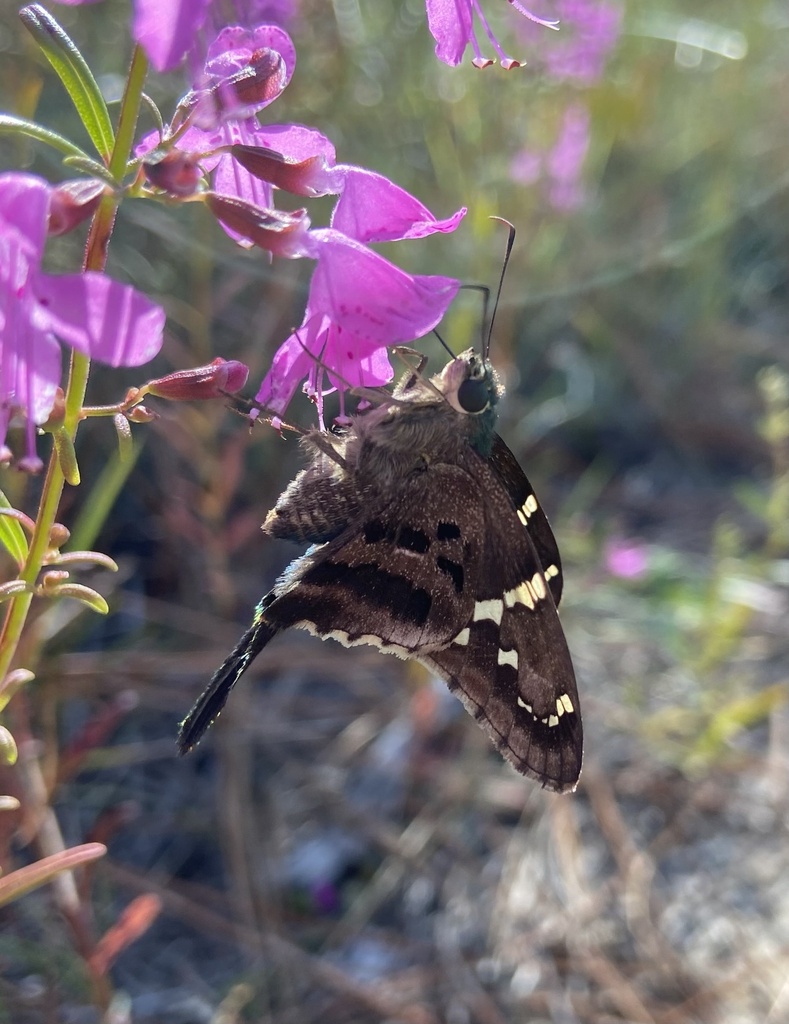 Long-tailed Skipper from Torreya State Park, Bristol, FL, US on October ...