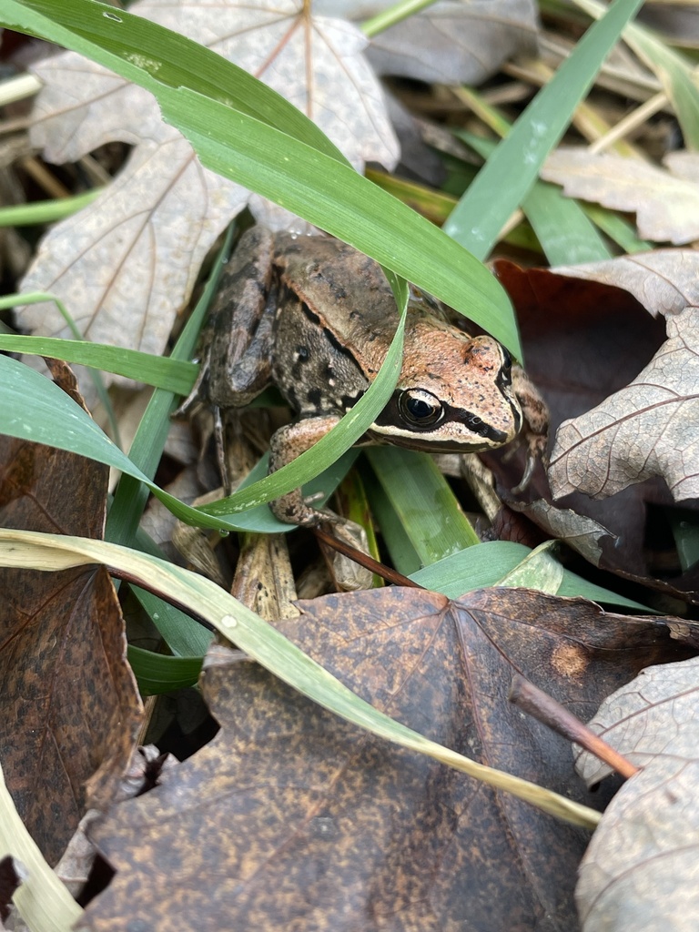 Wood Frog from Black Creek, WI, US on October 14, 2023 at 03:11 PM by ...