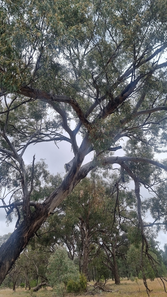 Yellow Box from Mitiamo VIC 3573, Australia on October 15, 2023 at 12: ...