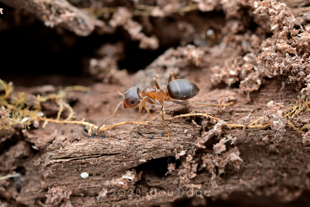 Brown Tree Ant from 德国巴特洪内夫邮政编码: 53604 on September 27, 2023 at 10:58 ...