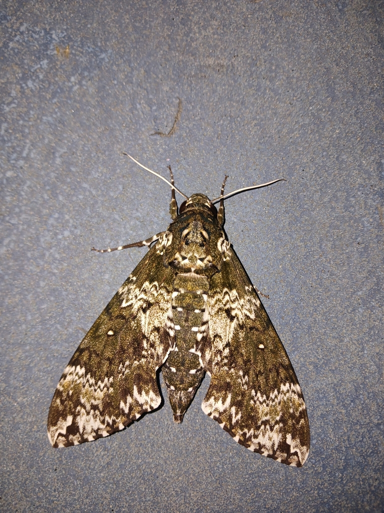 Rustic Sphinx from 2X4R+VGQ, El Zamorano, Honduras on October 11, 2023 ...