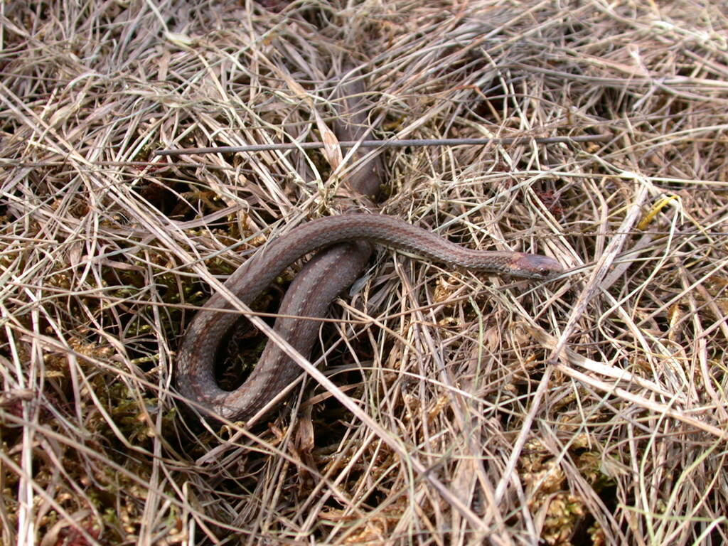 Red-bellied Snake from Saint-Herménégilde1, QC J0B, Canada on August 4 ...