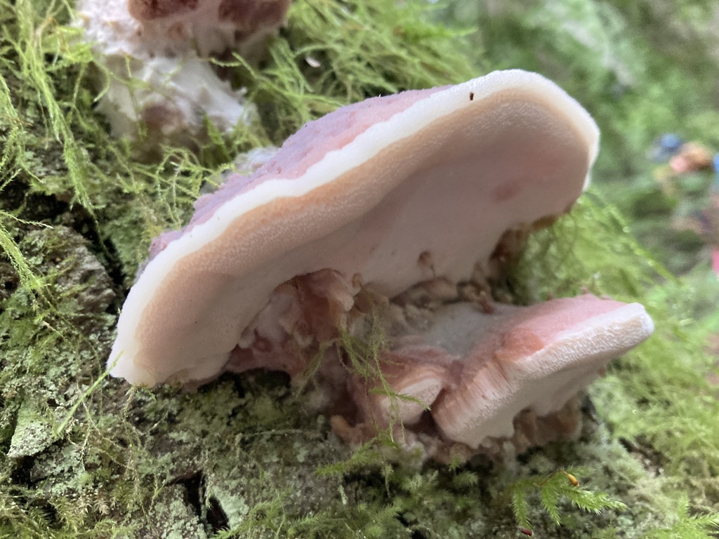 Pink Sherbet Polypore from Cypress Park, West Vancouver, BC, CA on ...