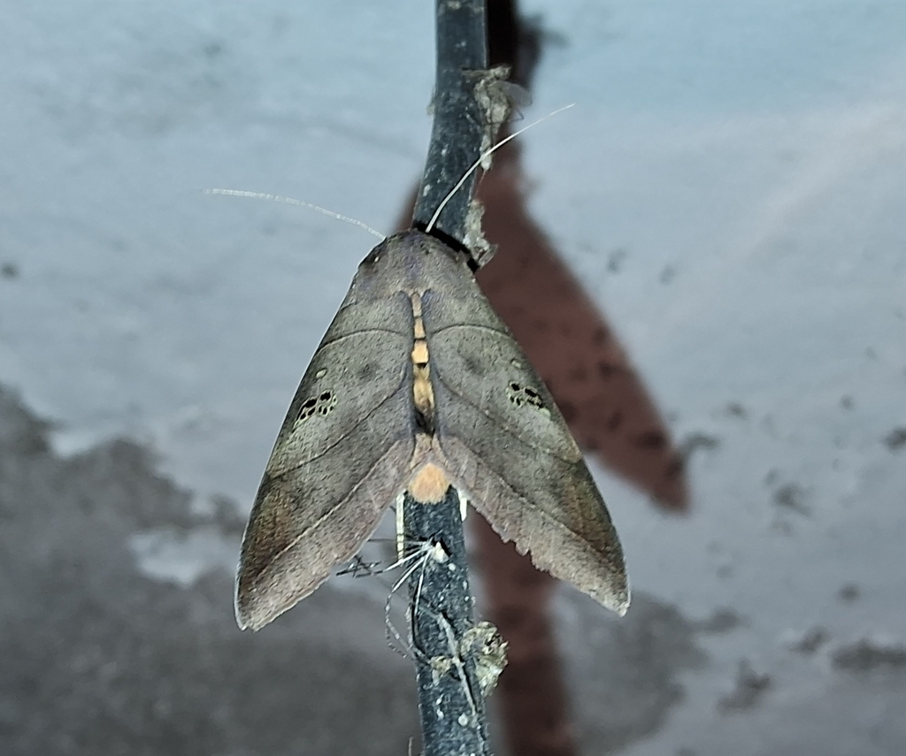 Thyas coronata from GHW7+8HR, Eravinalloor, Puthuppally, Kottayam ...