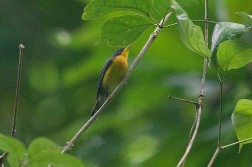 Tropical Parula (Coiba I.) (Subspecies Setophaga pitiayumi cirrha ...