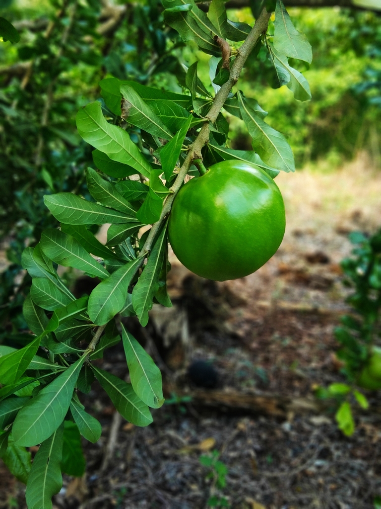 Calabash Tree from C. 29, Sta Rita, 97702 Tizimín, Yuc. on October 9 ...