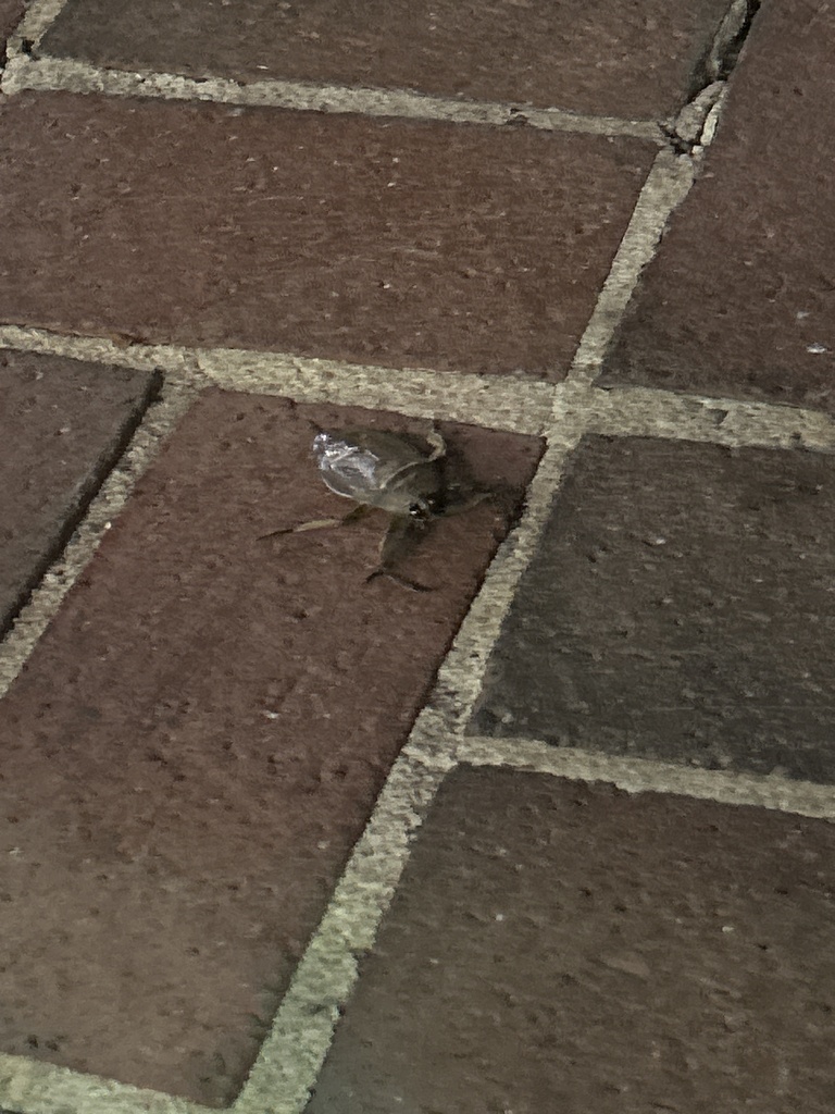 Uhler's Giant Water Bug from W Roosevelt Blvd, Monroe, NC, US on ...