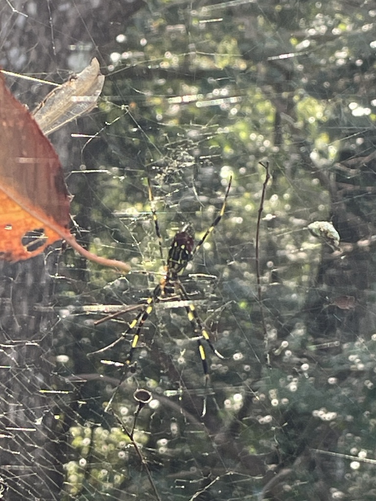 Joro Spider from Setonaikai National Park, Hatsukaichi, Hiroshima, JP ...