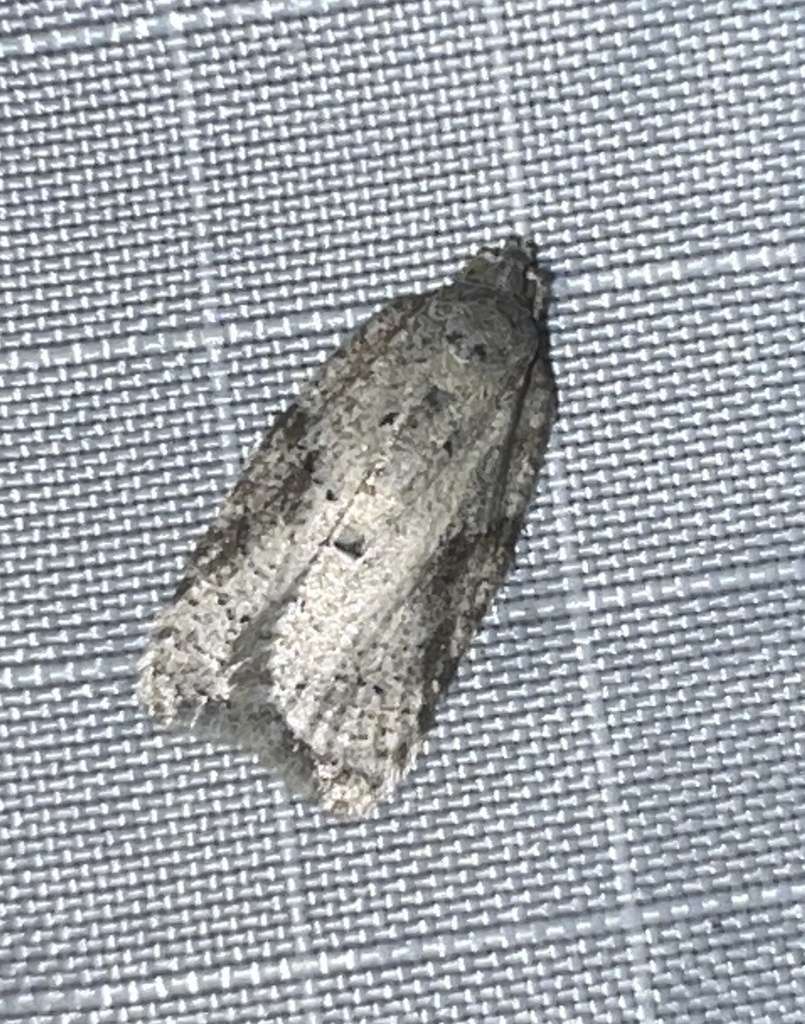 North American Black-headed Birch Leaffolder Moth from Ch de la Forêt ...