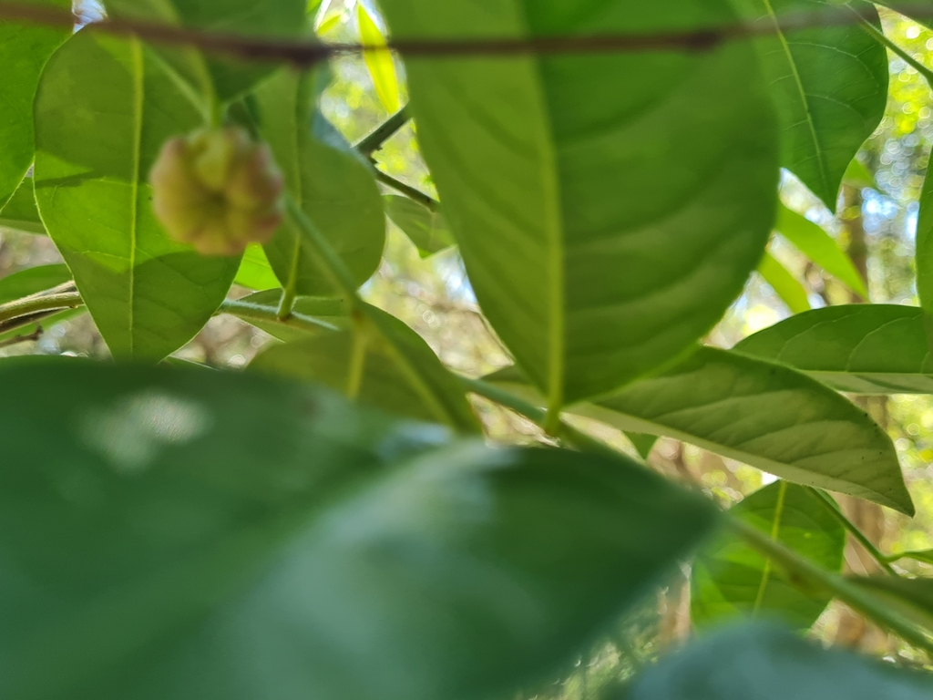 Cheese Tree from Dundowran Beach QLD 4655, Australia on October 15 ...