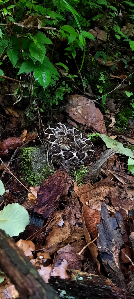 Basilisk Rattlesnake from 49328 Jal., México on September 5, 2023 at 05 ...