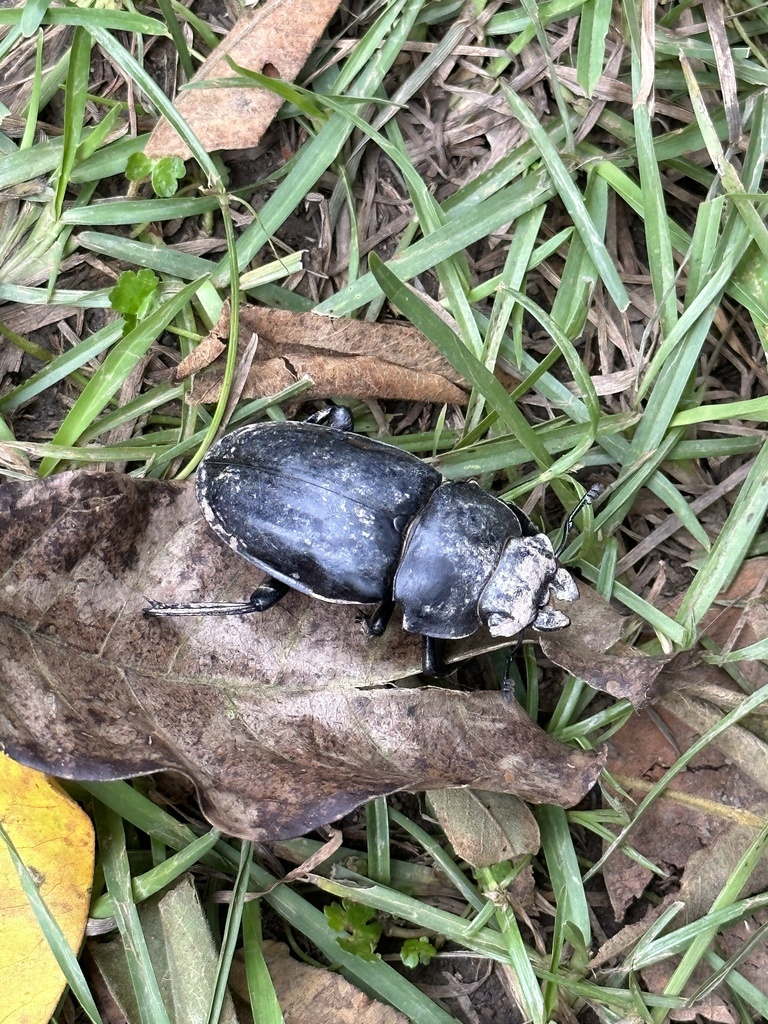 Lucaninae from 臺灣島, 五峰鄉, HSQ, TW on October 15, 2023 at 02:45 PM by ...