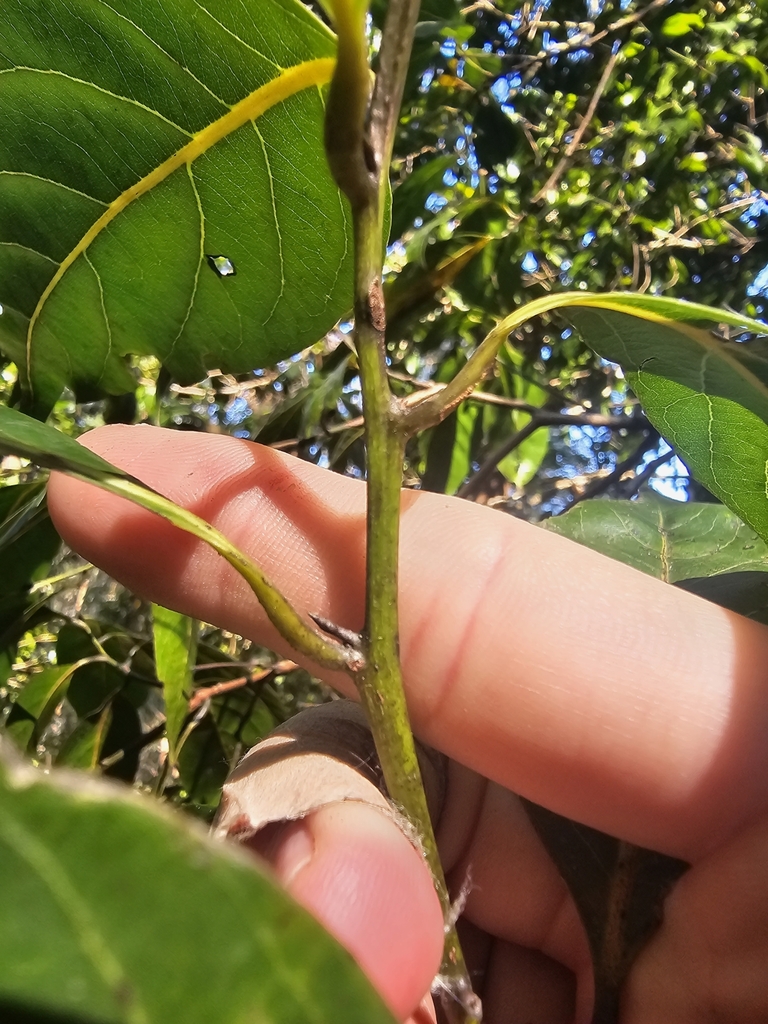 Umbrella Cheese Tree in October 2023 by Dan · iNaturalist