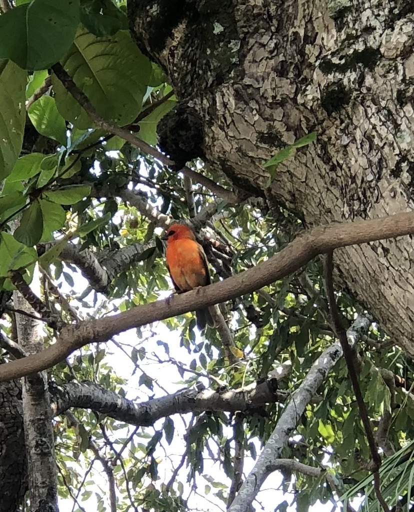 Red Fody from La Réunion, Sainte-Suzanne, RE on October 15, 2023 at 10: ...