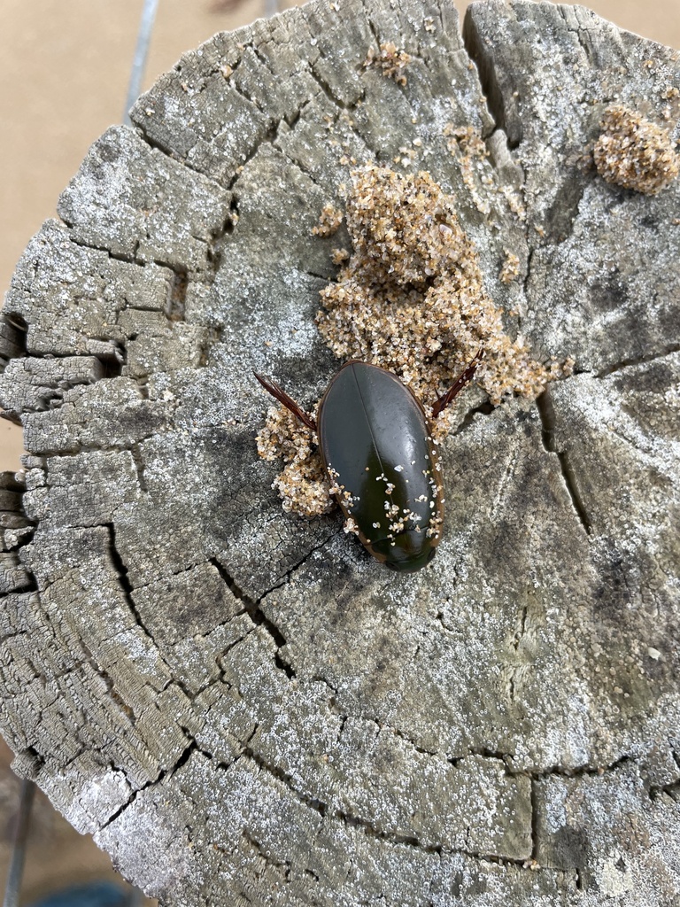 Beetles from Surf Coast Walk, Aireys Inlet, VIC, AU on October 15, 2023 ...