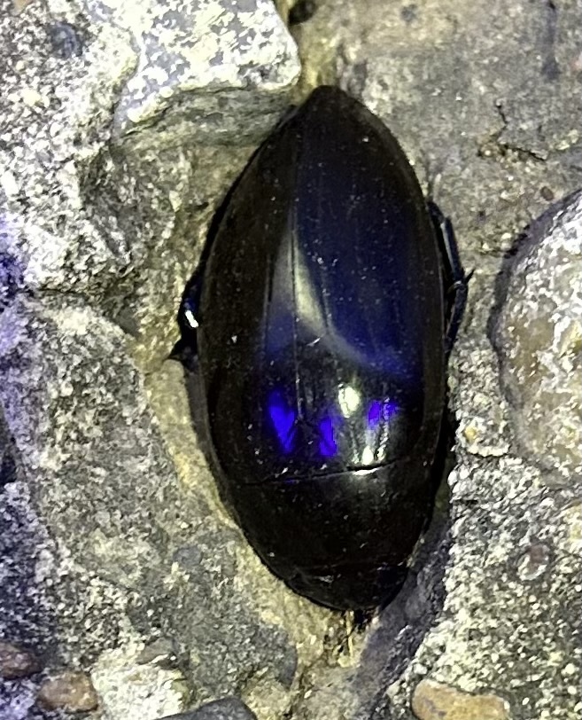 Hydrophilus in October 2023 by vanwest · iNaturalist