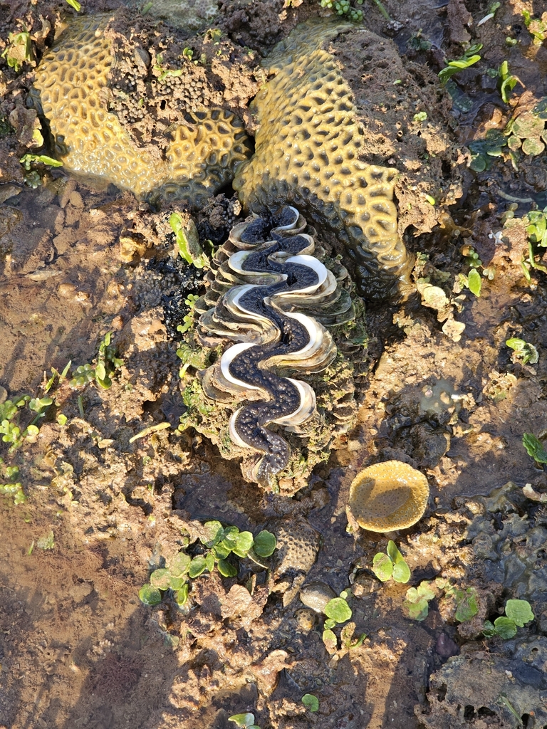 Giant Clams from Port Hedland, WA, Australia on October 15, 2023 at 05: ...