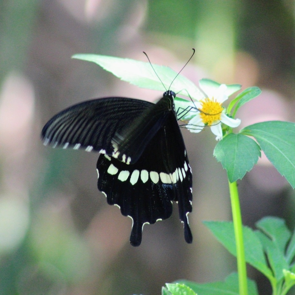 Common Mormon Swallowtail from P5Q4+9V, Tobaru, Kunigami, Kunigami ...