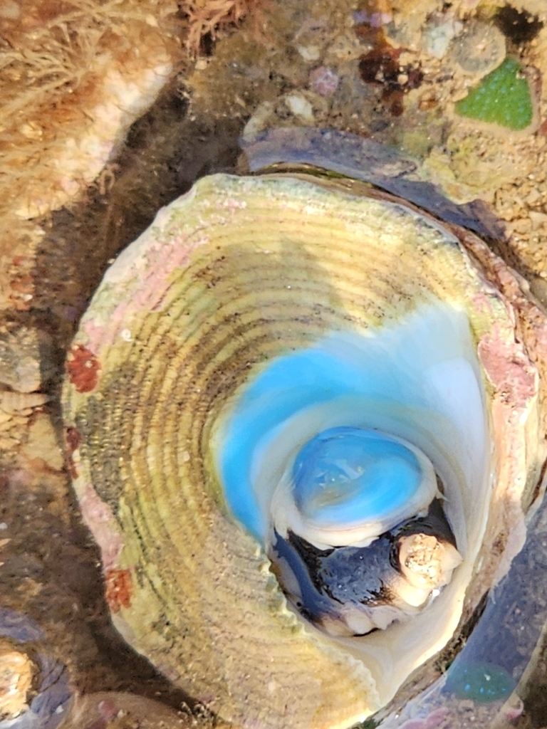blue-mouthed turban from Port Hedland, WA, Australia on October 15 ...