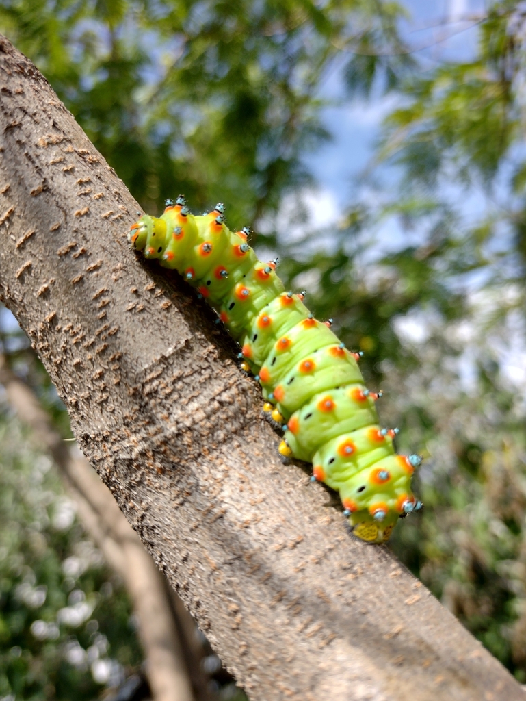 Calleta Silkmoth from Polotitlán, MX-MX, MX on October 14, 2023 at 10: ...