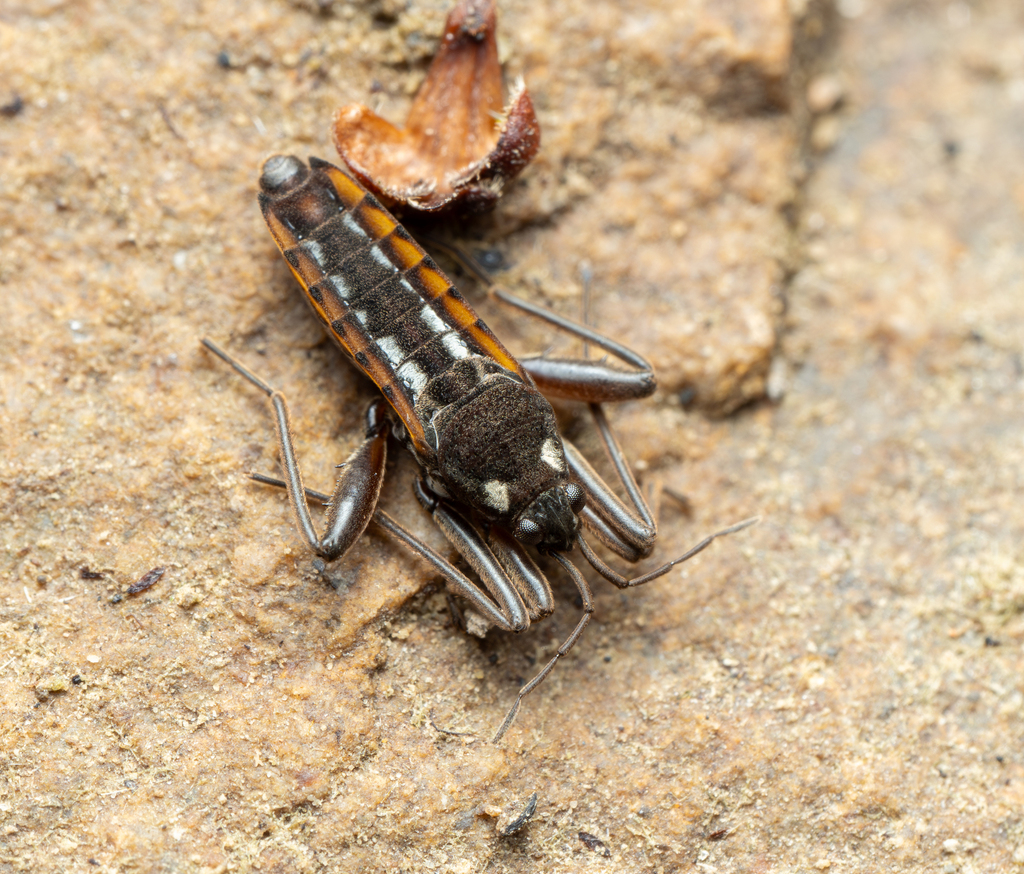 Water Crickets from Gerbrunn, Deutschland on October 14, 2023 at 05:16 ...