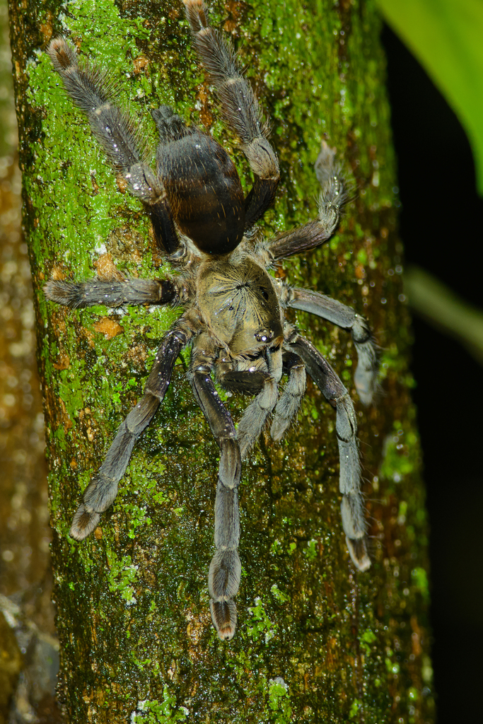 Orange Tree Spiders from Putumayo, Ecuador on February 14, 2023 at 07: ...