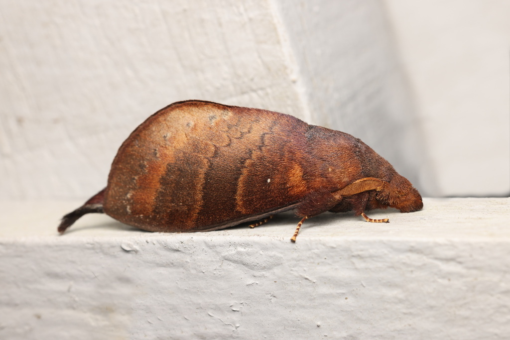 Kunugia latipennis from Bukit Fraser, 49000 Bukit Fraser, Pahang ...