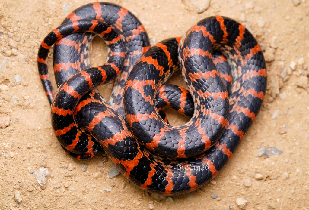 Red-banded Snake from 中国江苏省镇江市句容市 on October 14, 2023 at 09:29 PM by ...