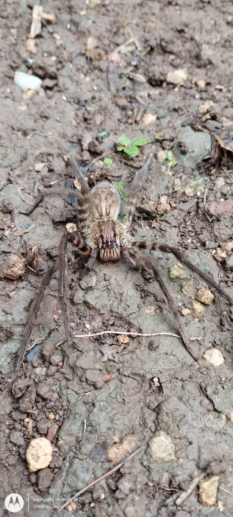 Tiger Bromeliad Spider from San Andres, Guatemala on October 14, 2023 ...