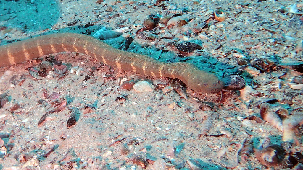 Marine File Snake from 菲律賓科伦 on September 27, 2018 at 11:02 AM by Carol ...