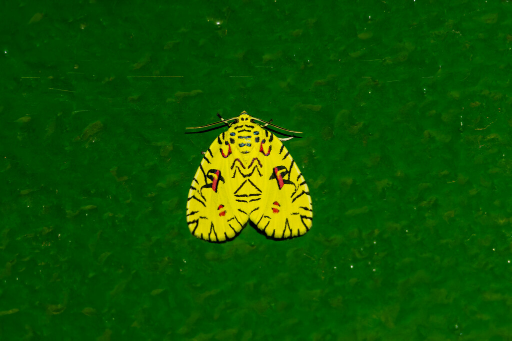 Pikachu Moth from Mansaba, Guinea-Bissau on September 16, 2023 at 12:04 ...