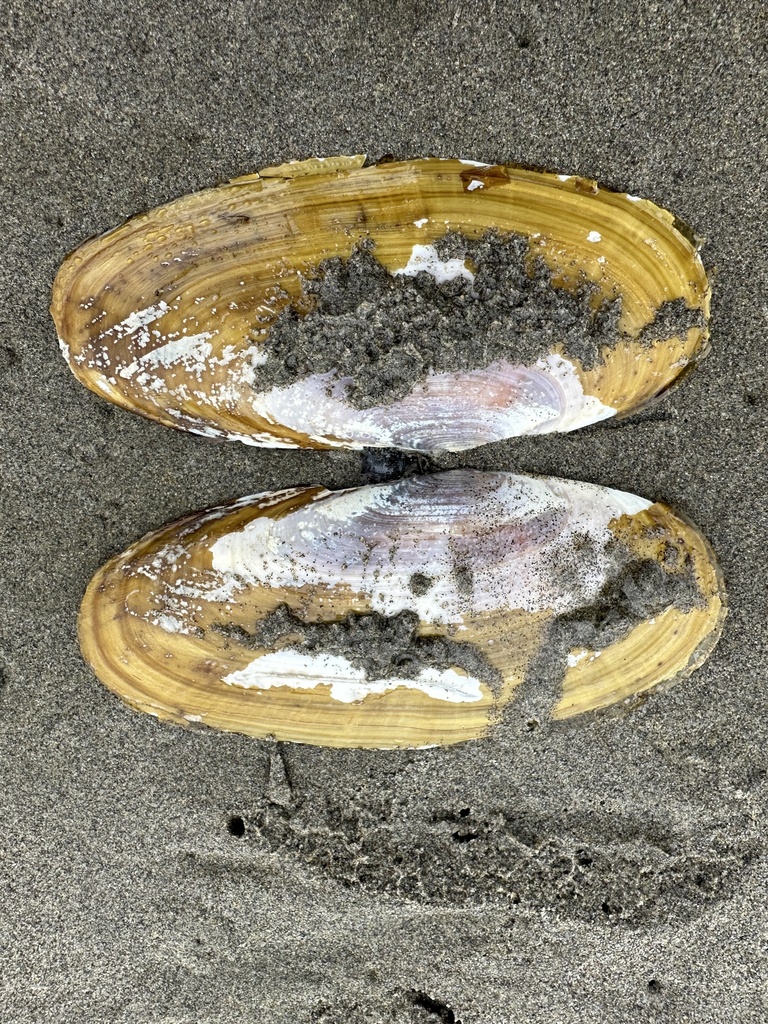 Pacific Razor Clam from WA, US on October 13, 2023 at 11:39 AM by ...