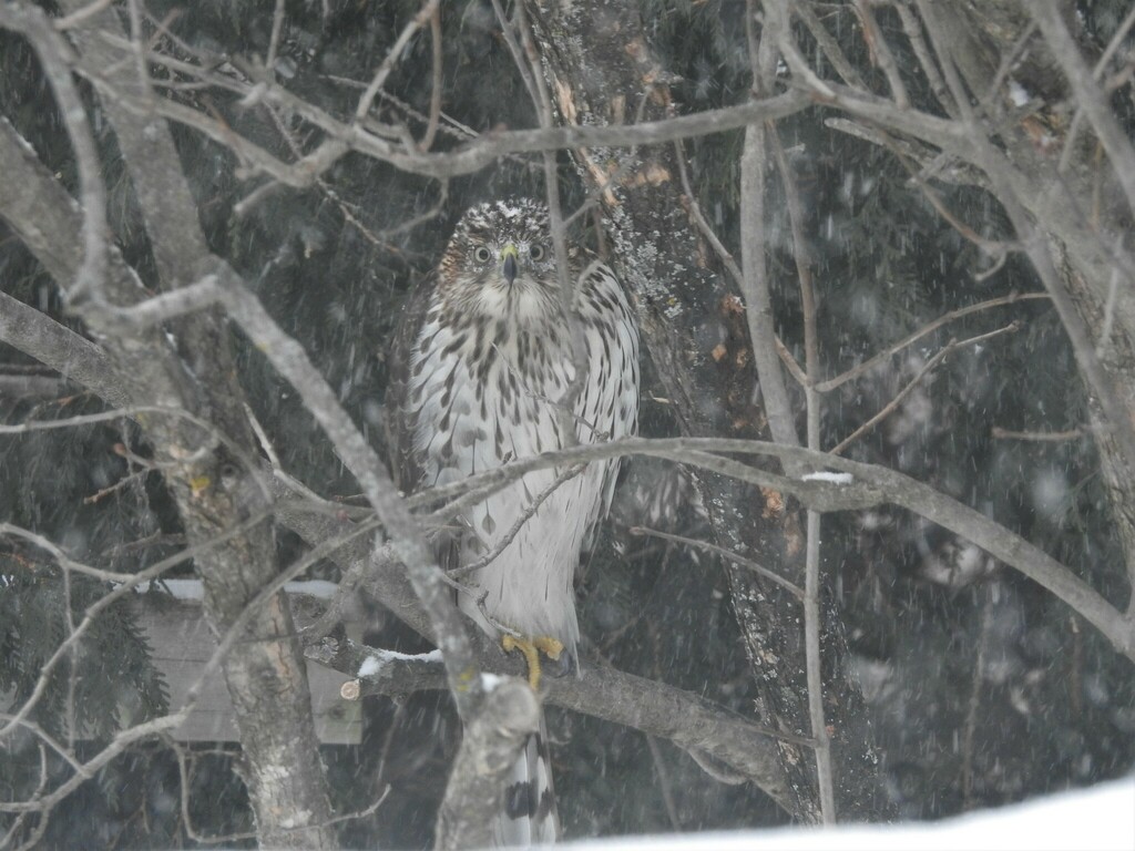 Cooper's Hawk from Orillia, ON, Canada on January 18, 2020 at 01:32 PM ...
