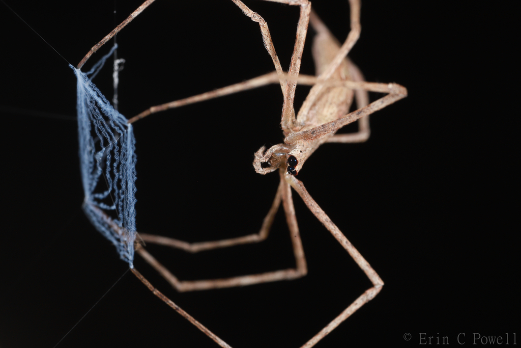Ogre-faced Spider from Little Orange Creek Preserve & Nature Park ...