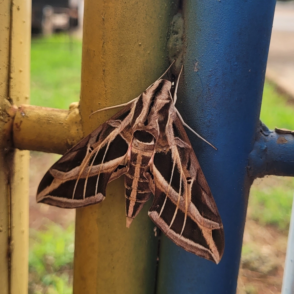 Vine Sphinx from H, Alta Floresta - MT, 78580-000, Brasil on October 15 ...