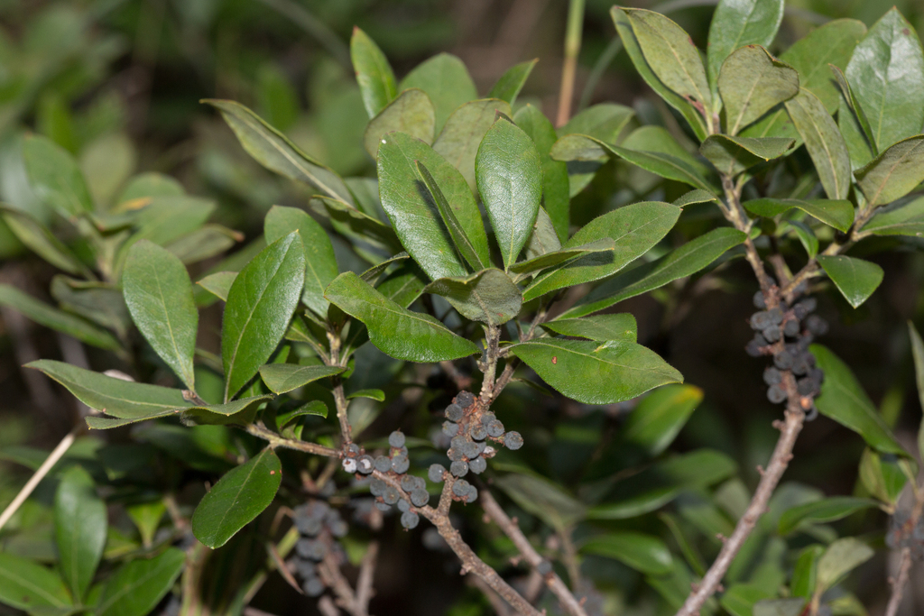 southern bayberry from Washington, NJ, USA on September 20, 2023 at 01: ...