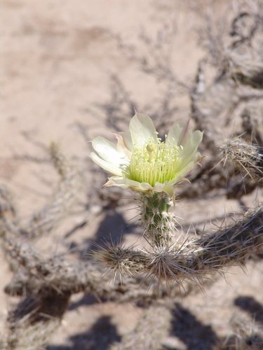Nopal cardo lacio (Grusonia reflexispina)