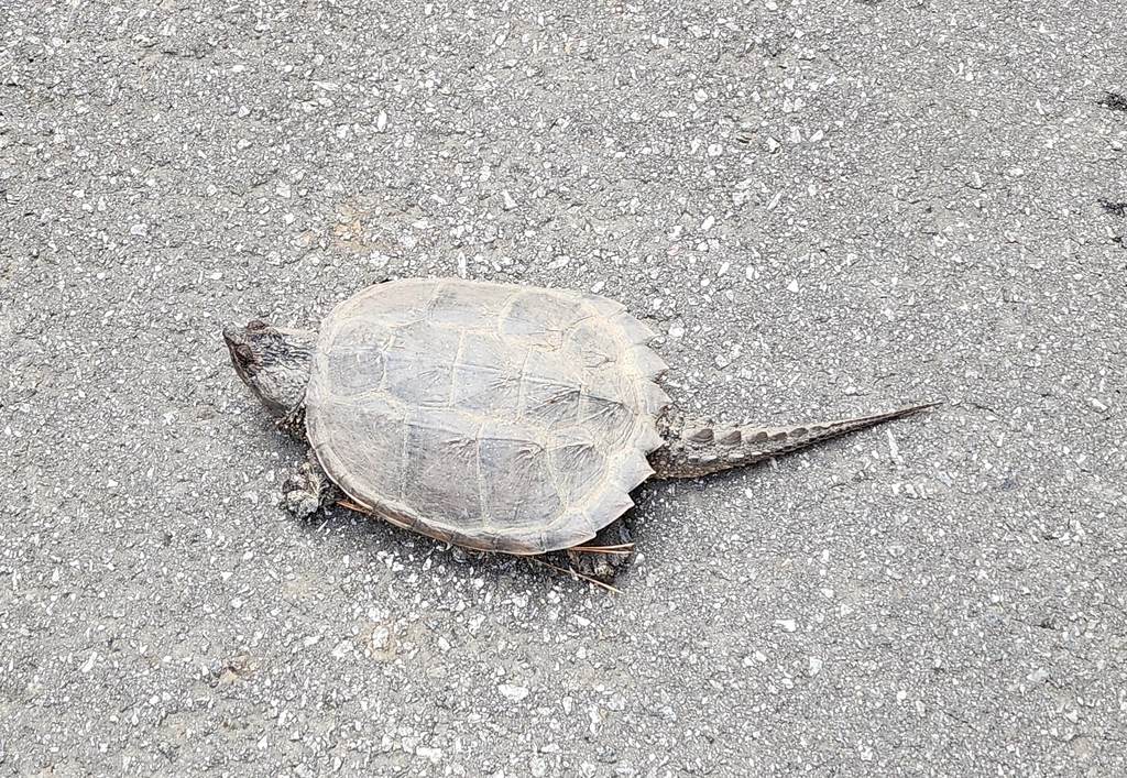 Common Snapping Turtle from Wake Forest, NC 27587, USA on October 15 ...