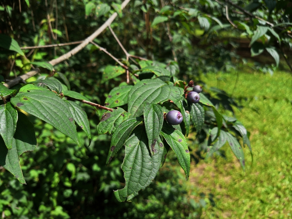 Cornus excelsa from 58355 Michoacán, Mexico on October 15, 2023 at 11: ...